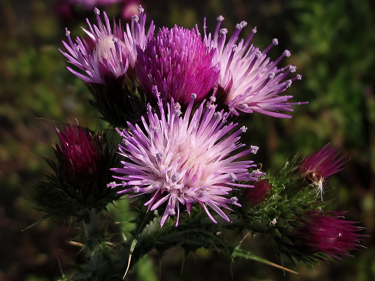 Slenderflower thistle (Carduus tenuiflorus ) | Fraser Valley Invasive ...
