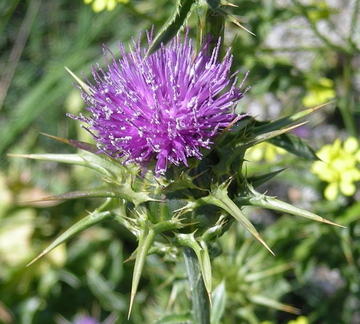 Milk thistle (Silybum marianum) | Fraser Valley Invasive Species Society