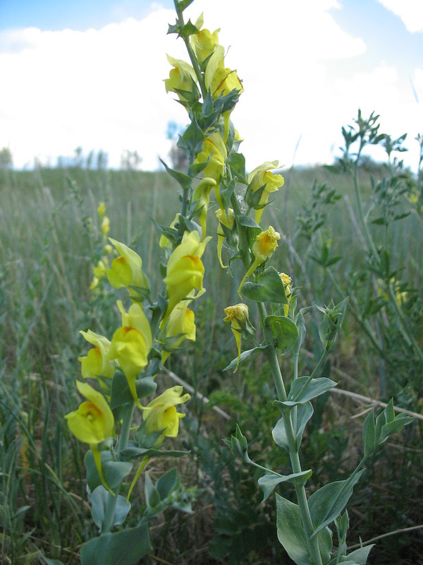 Dalmatian toadflax (Linaria genistifolia spp Dalmatica) | Fraser Valley ...