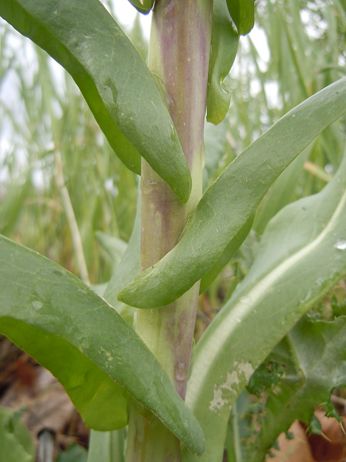 Dyer's woad (Isatis tinctoria) | Fraser Valley Invasive Species Society