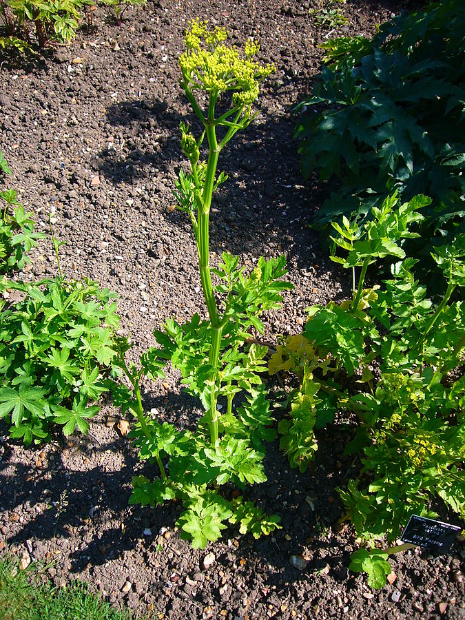 Wild parsnip (Pastinaca sativa) | Fraser Valley Invasive Species Society