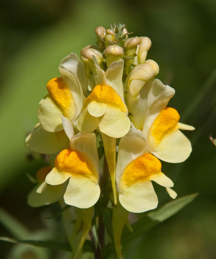 Yellow toadflax (Linaria vulgaris) | Fraser Valley Invasive Species Society