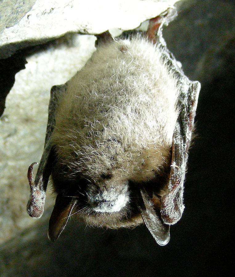 White-nose syndrome (Pseudogymnoascus destructans) | Fraser Valley ...
