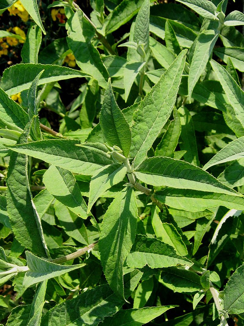Butterfly bush (Buddleja davidii) | Fraser Valley Invasive Species Society