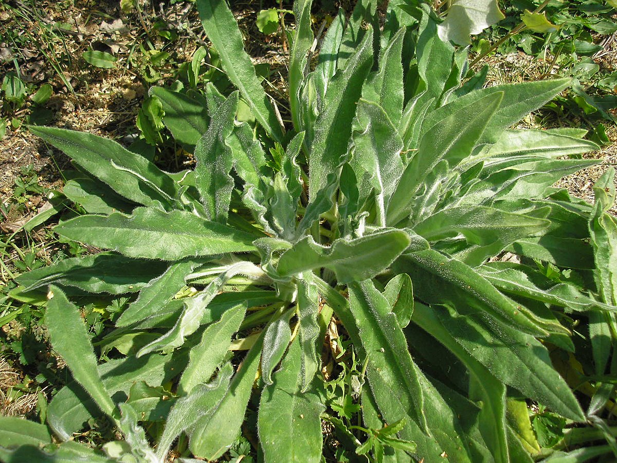 Common bugloss (Anchusa officinalis) | Fraser Valley Invasive Species ...