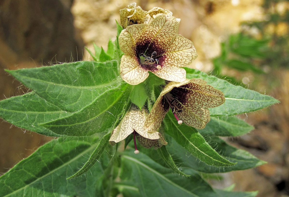 Black henbane (Hyoscyamus niger) | Fraser Valley Invasive Species Society