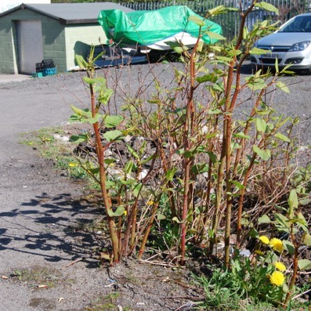 Knotweed species (Fallopia sp.) | Fraser Valley Invasive Species Society