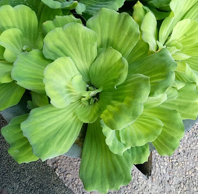 Water lettuce (Pistia stratiotes) | Fraser Valley Invasive Species Society