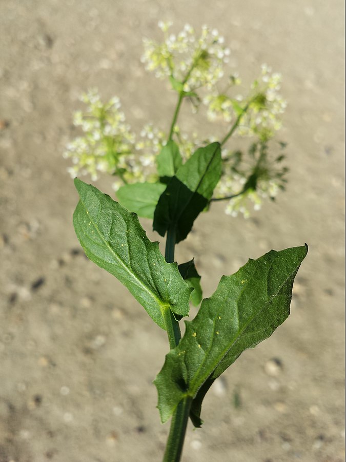 Hoary cress (Lepidium draba) | Fraser Valley Invasive Species Society