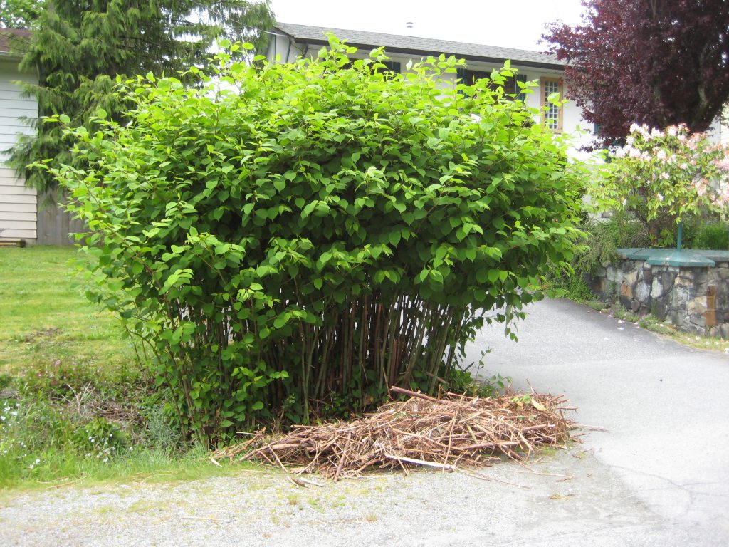 Knotweed species (Fallopia sp.) | Fraser Valley Invasive Species Society