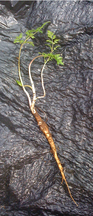 Wild Chervil (Anthriscus sylvestris) | Fraser Valley Invasive Species ...