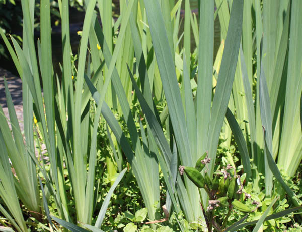 Yellow flag-iris (Iris pseudacorus) | Fraser Valley Invasive Species ...